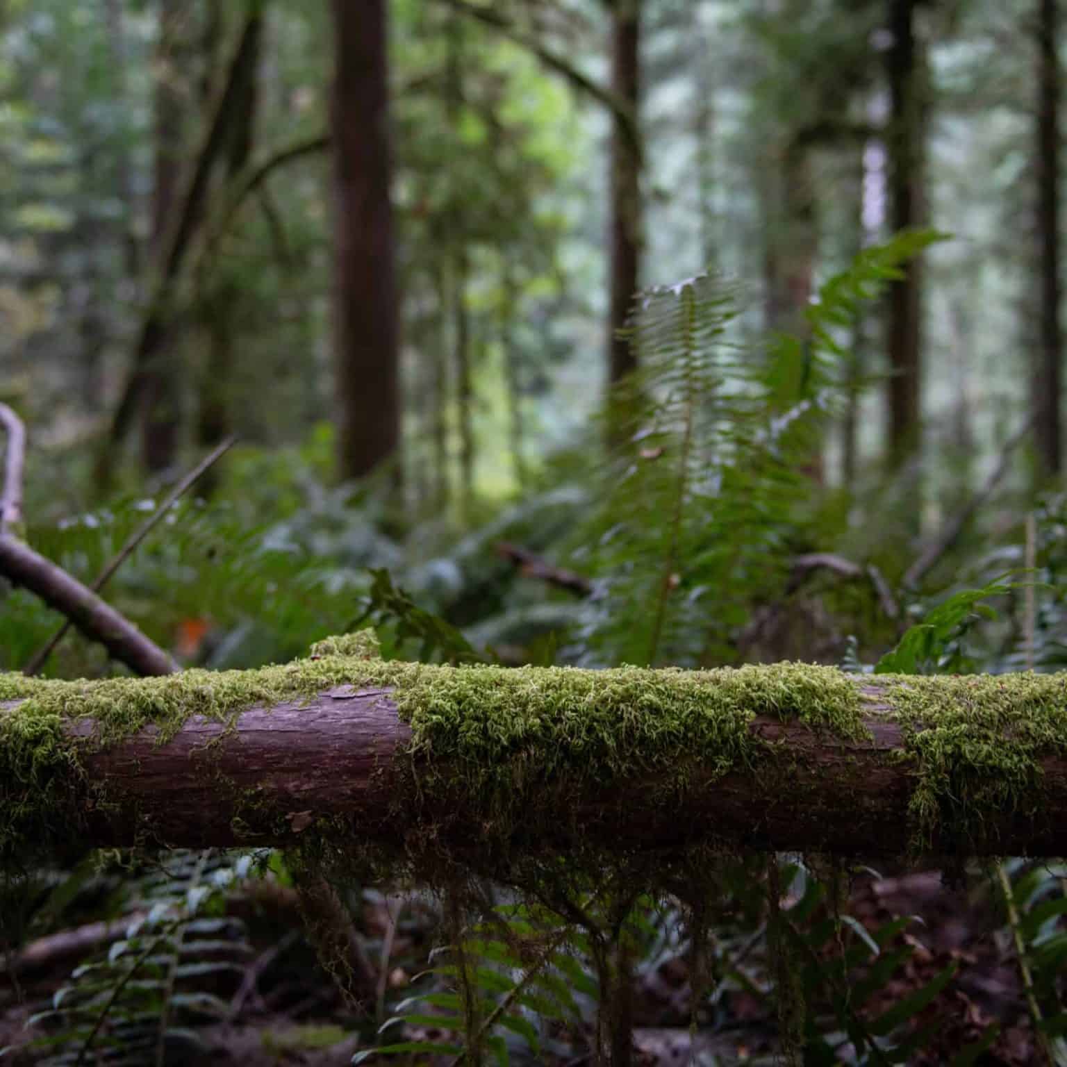 Our Platform - American Conservation Coalition